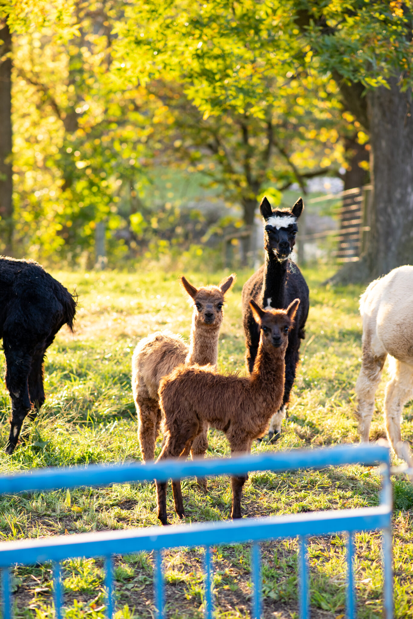 Riverside Oasis Farm: Your Yurt Glamping Stay Near Niagara, Ontario
